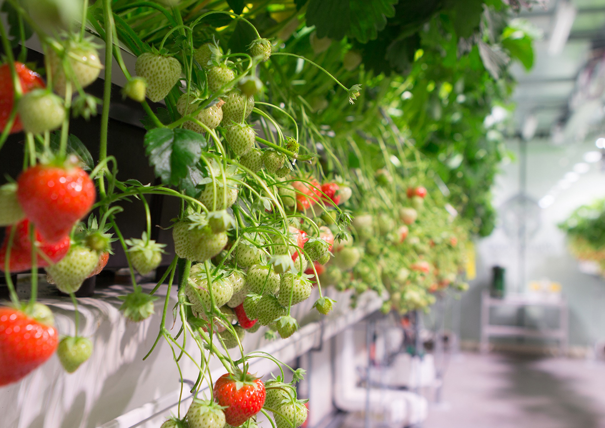 Our agronomists know exactly what each plant needs. · Certhon