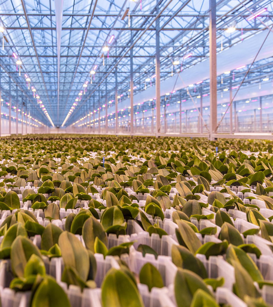 I want to grow my yield with the latest technologies · Certhon