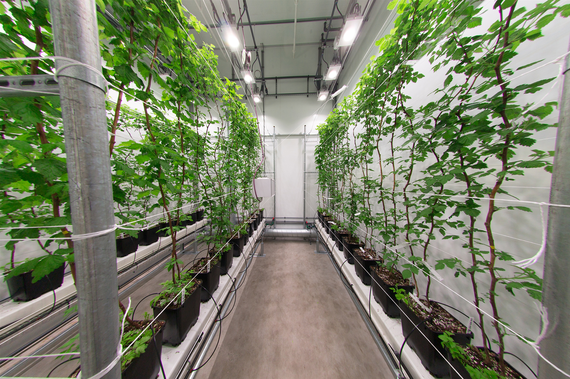 Certhon starts research in its own Innovation Centre