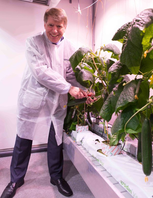 First cucumbers harvested, grown without daylight · Certhon