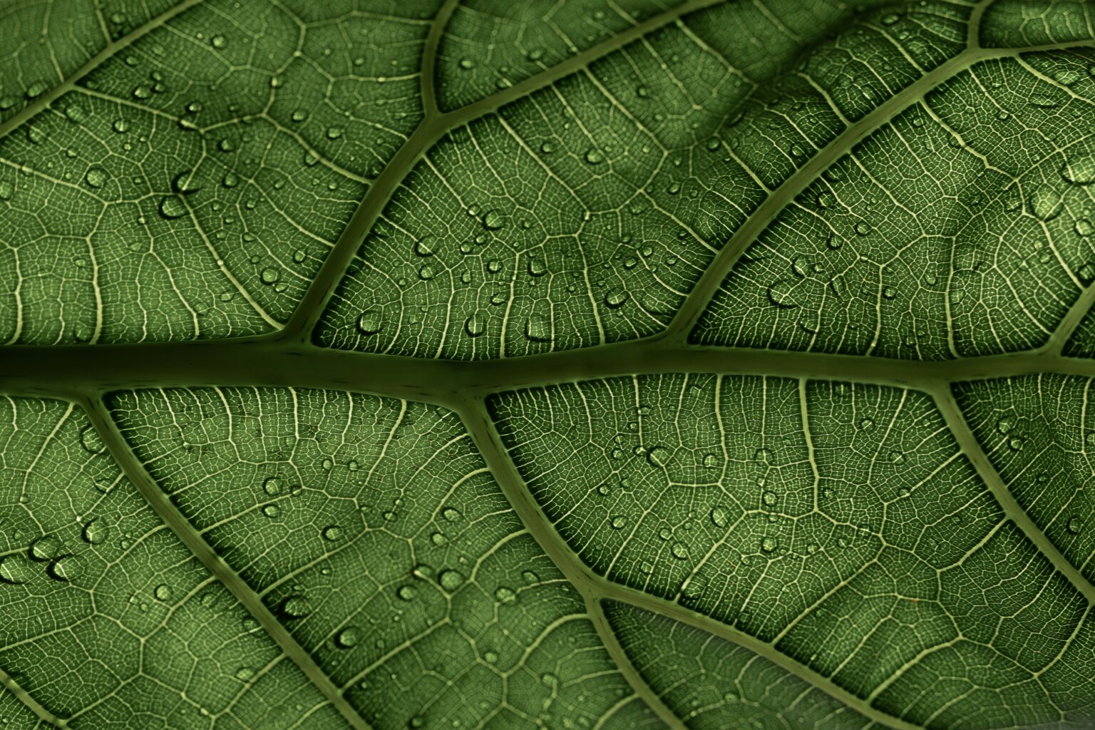 Certhon · Growing anything, anywhere. For everyone.